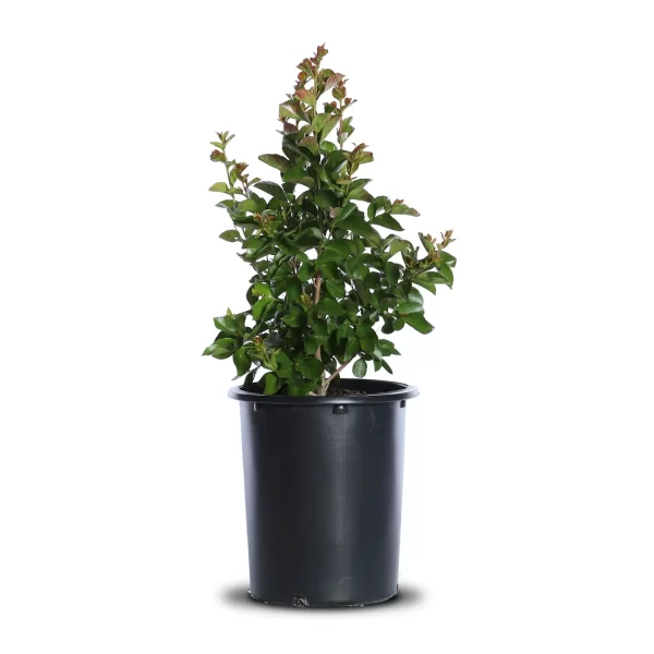 Dynamite Crape Myrtle (LAGERSTROEMIA INDICA ‘DYNAMITE ...